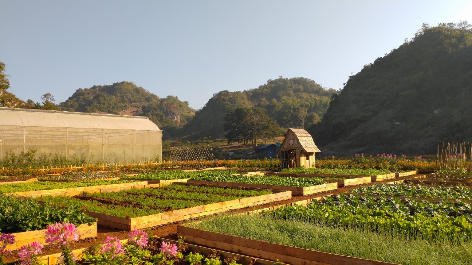 Hướng dẫn trải nghiệm Chimi Farm - Trang trại dâu tây Chimi