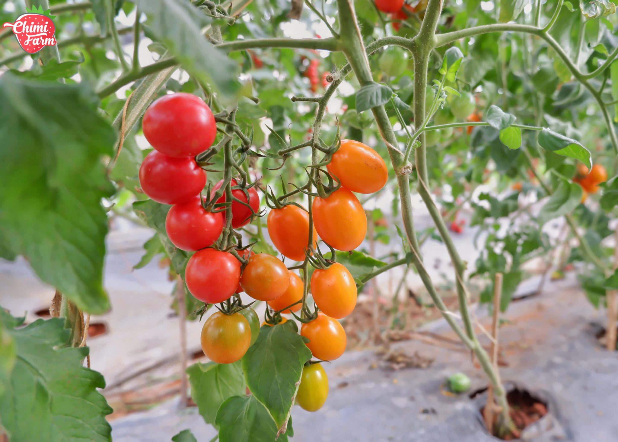 Công dụng của cà chua cherry với sức khỏe - Chimi Farm
