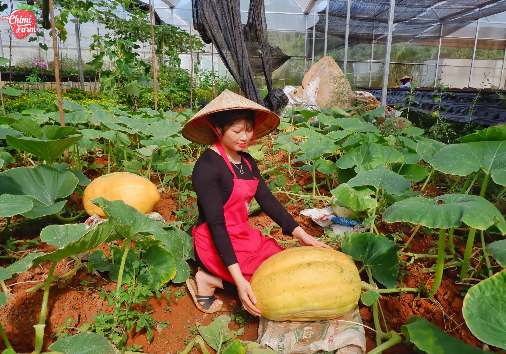 Tháng 10 Chimi Farm có gì thu hút du khách? - Chimi Farm