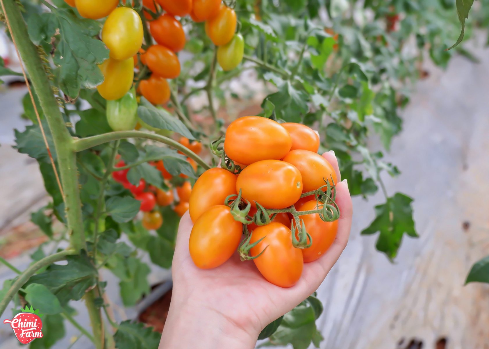 » Công dụng của cà chua cherry với sức khỏe