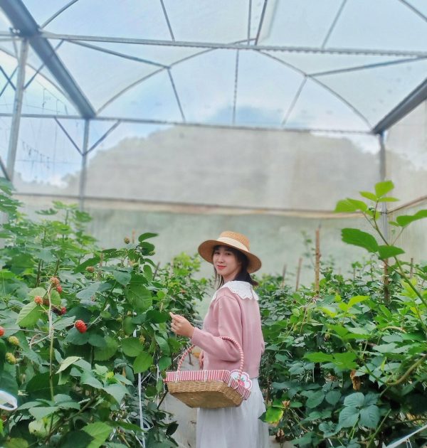 » Trải nghiệm hái phúc bồn tử tại Chimi Farm