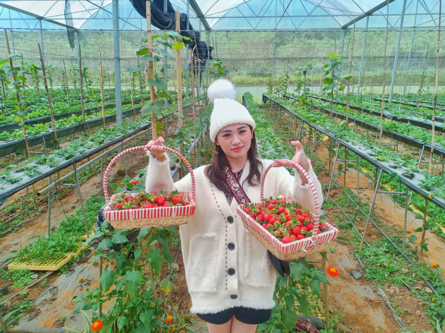 Chimi Farm đã có dâu tây chín đầu vụ tại Mộc Châu - Chimi Farm