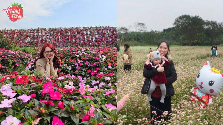 Trải nghiệm Chimi Farm 4 Nhật Tân – Hướng dẫn chi tiết - Chimi Farm