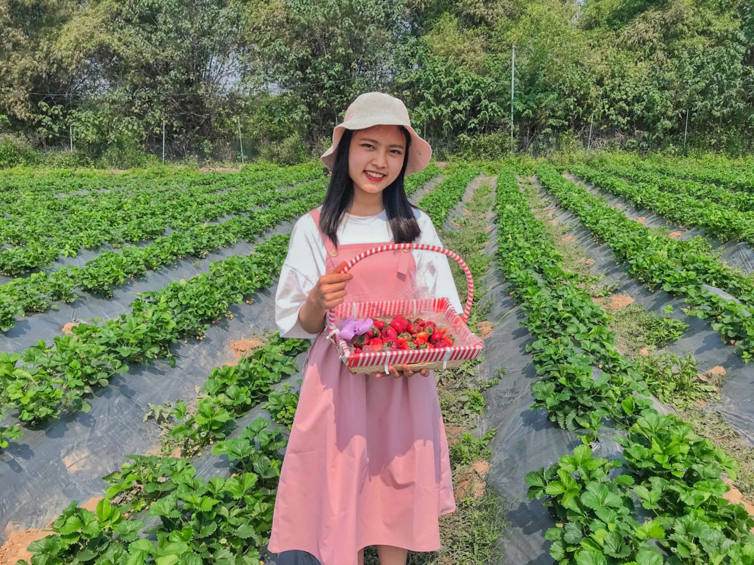 Hướng dẫn trải nghiệm Chimi Farm - Trang trại dâu tây Chimi