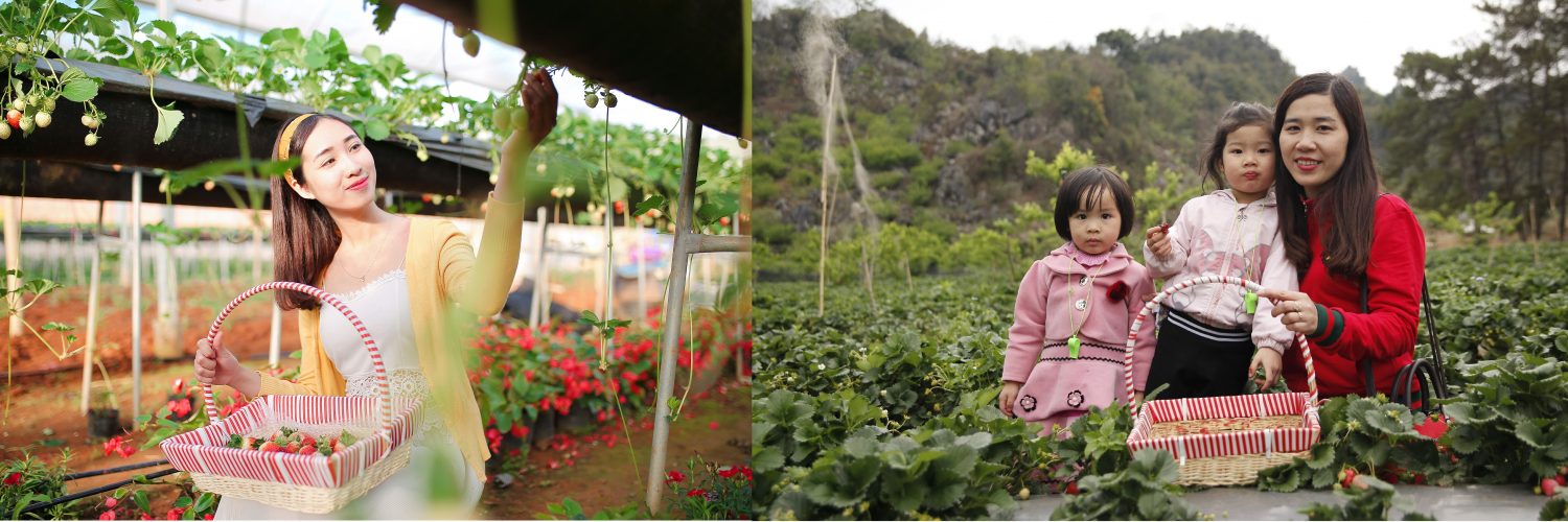 Trang trại dâu tây Mộc Châu - Chimi Farm - ChimiFarm-Dâu tây Mộc Châu